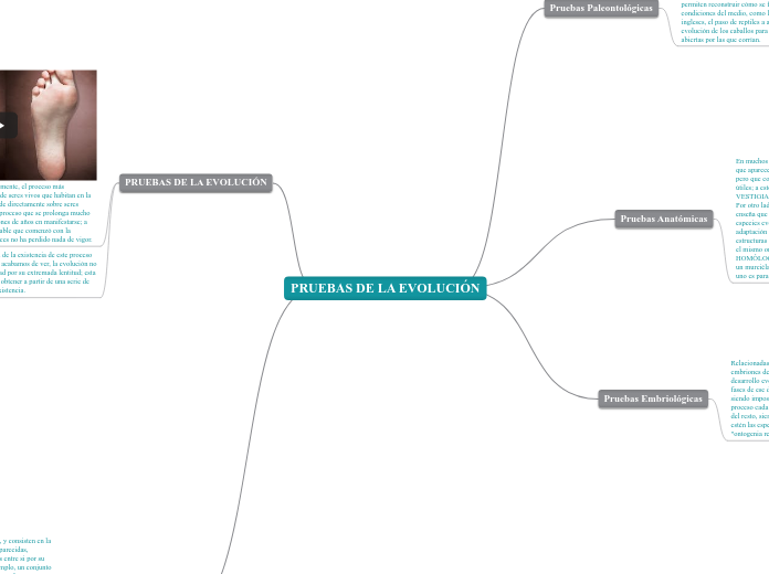 PRUEBAS DE LA EVOLUCIÓN - Mind Map